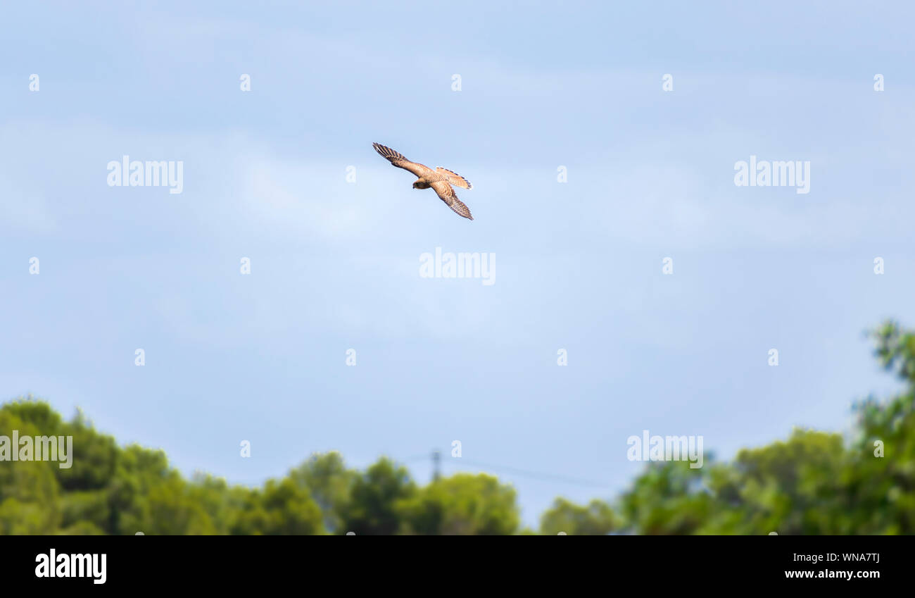 Little baby falcon flying in Spain, 2019. Animals in freedom. Falcon ...