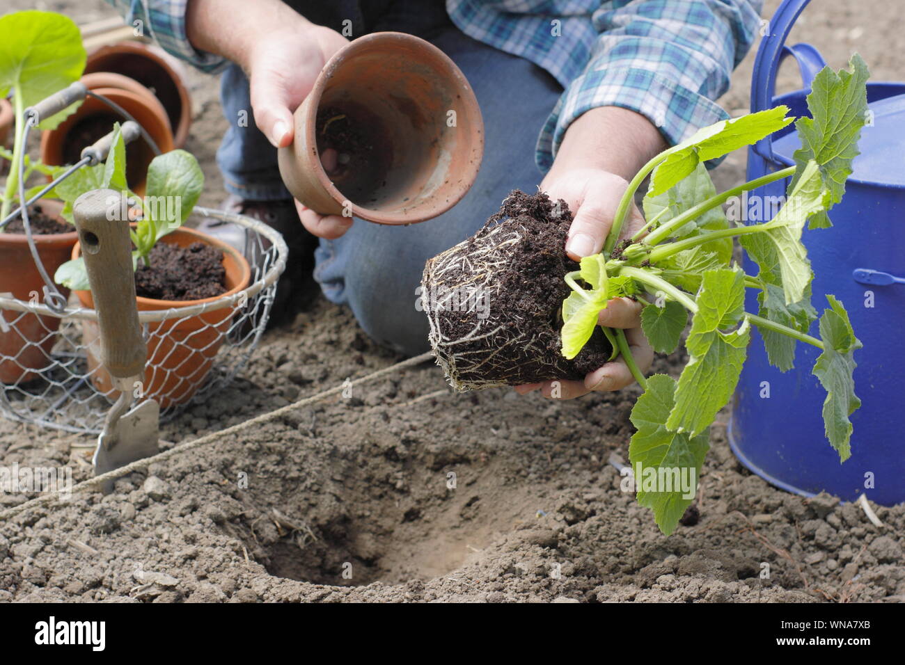 Cucurbita pepo 'Black Beauty'. Removing young courgette plants from pot ...
