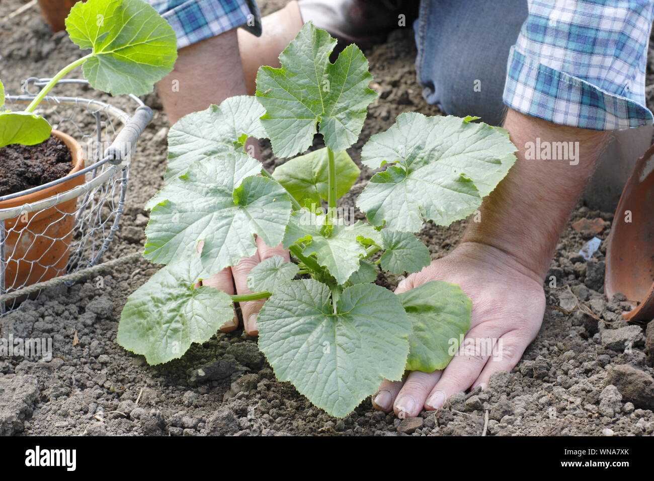 Cucurbita pepo 'Black Beauty'. Firming in young courgette plants after ...