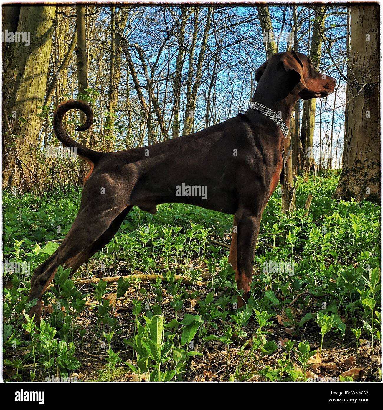 Doberman pinscher standing hi-res stock photography and images - Alamy