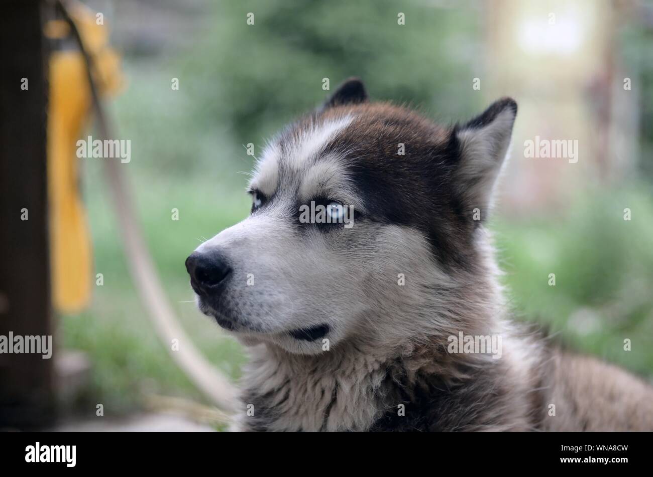 Frontal view of proud handsome young husky dog with head in profile ...