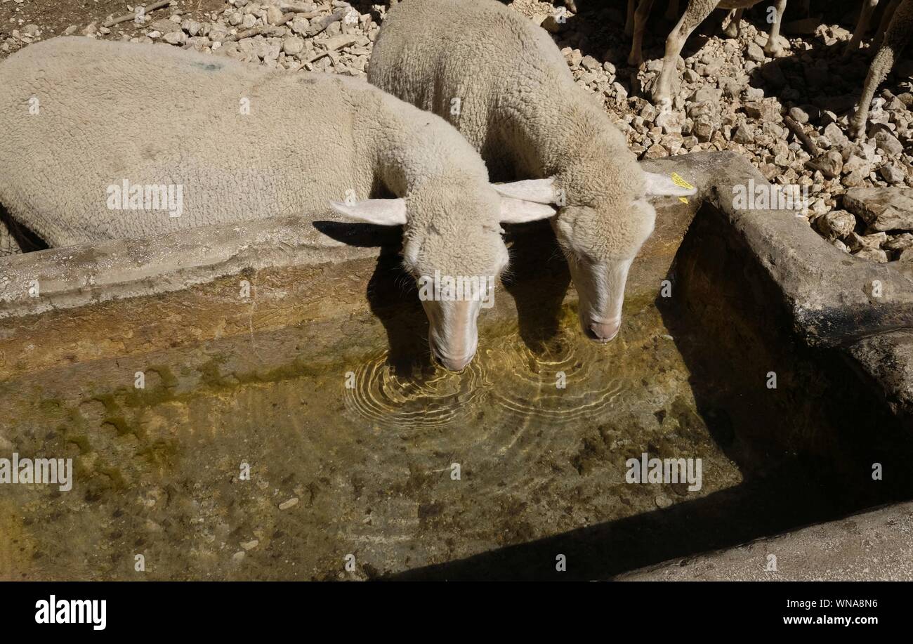 Drinking Water Sheep High Resolution Stock Photography and Images - Alamy