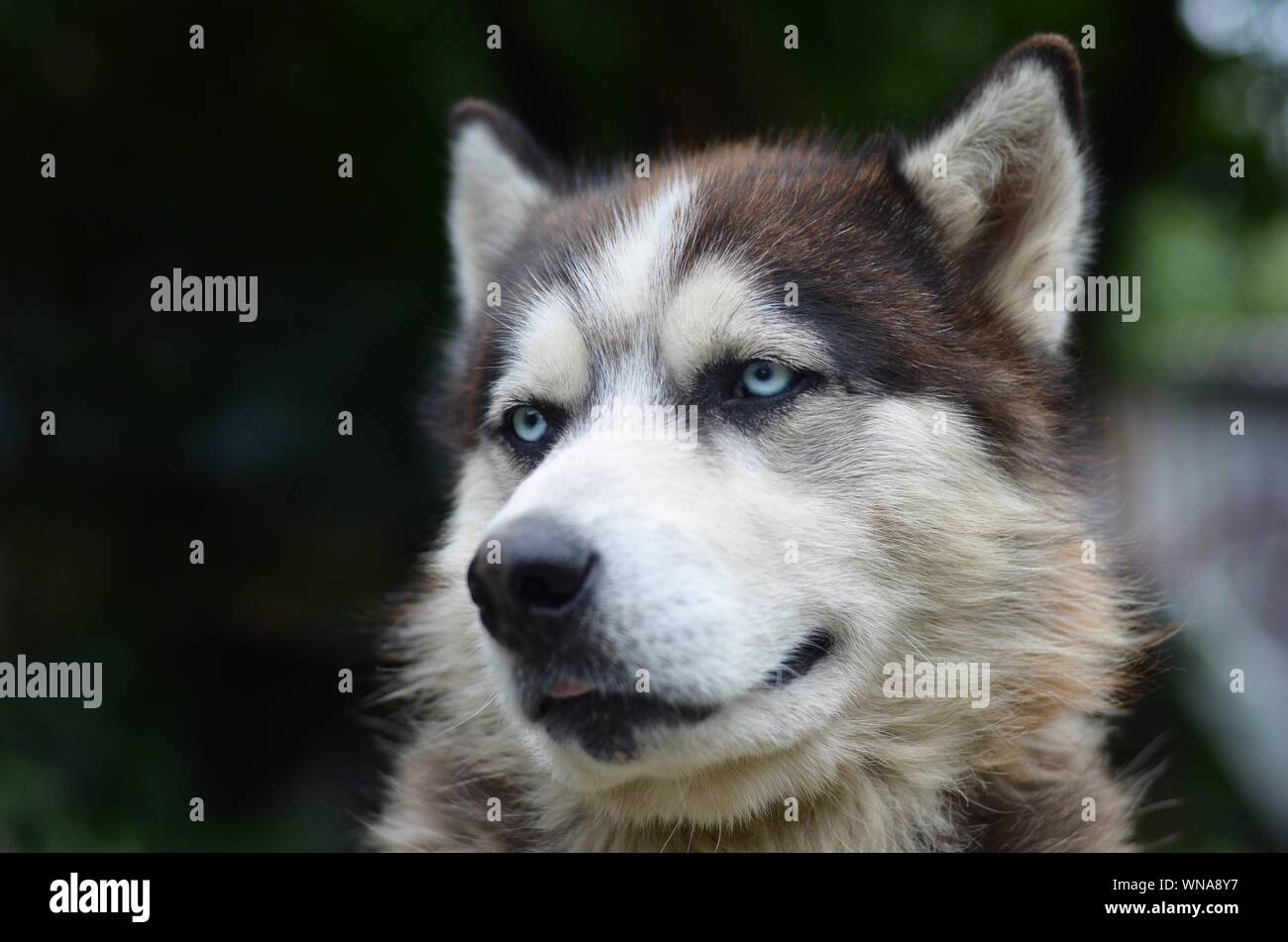 Alaskan Malamute with blue eyes. The Arctic Malamute is a wonderful ...