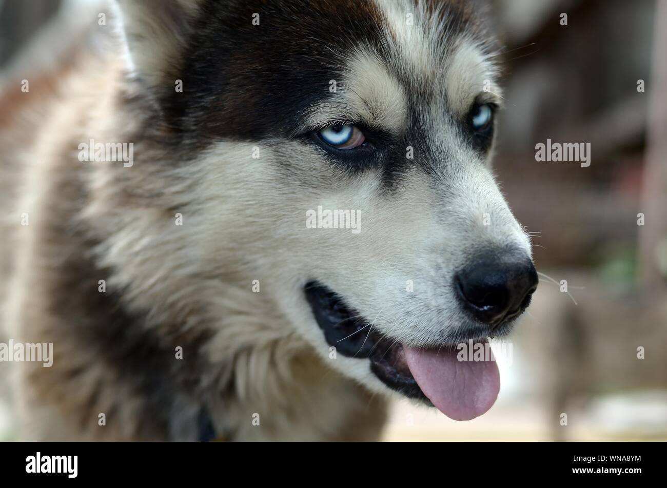 Alaskan Malamute with blue eyes. The Arctic Malamute is a wonderful ...