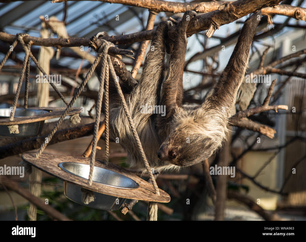 Monkey hanging from branch hi-res stock photography and images - Alamy