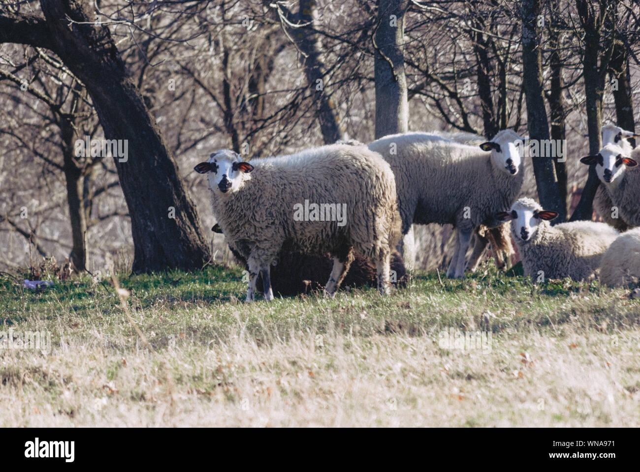 Sheep looking group hi-res stock photography and images - Alamy