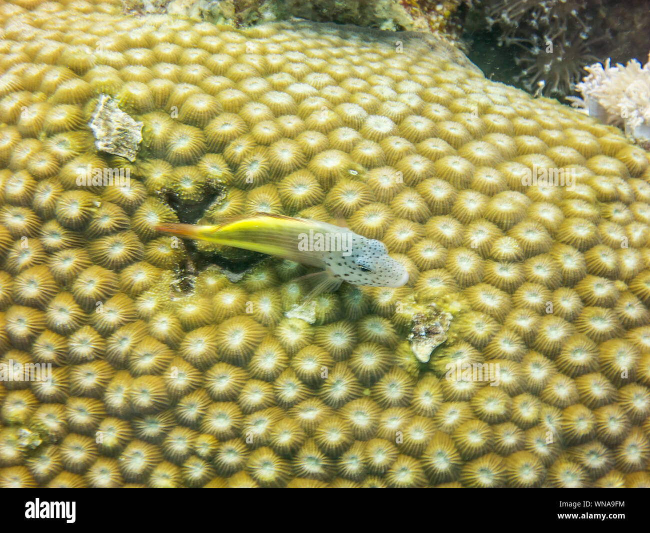 Freckled Hawk Fish in the Red Sea Stock Photo - Alamy