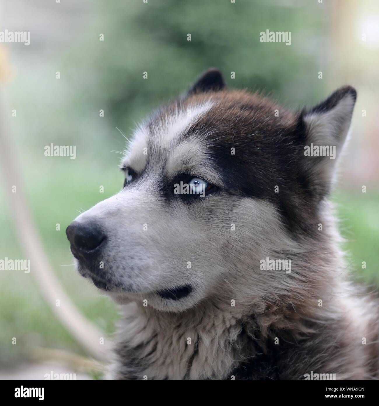 Frontal view of proud handsome young husky dog with head in profile ...