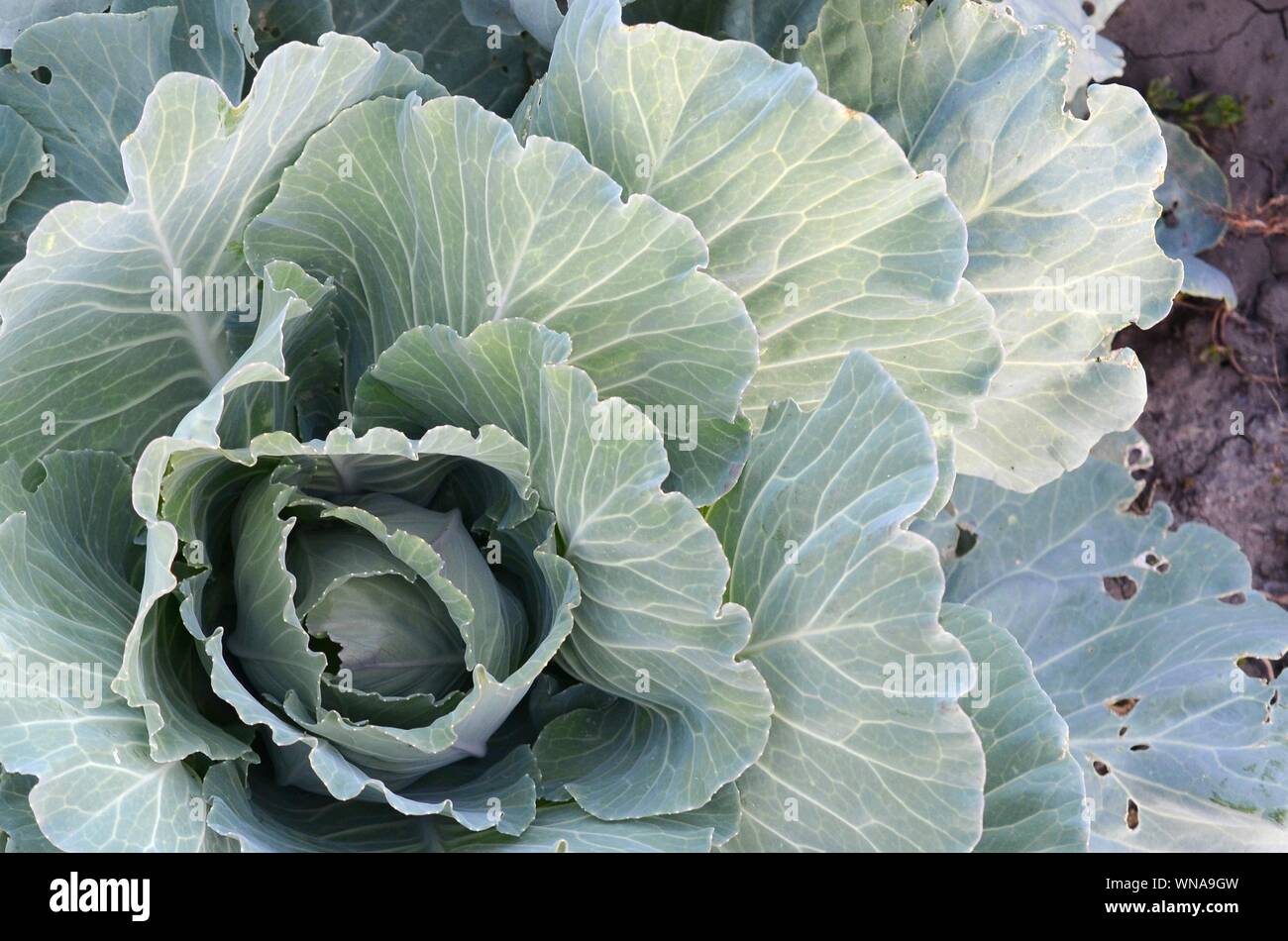 Fresh cabbage from farm field in the garden. View of green plants ...