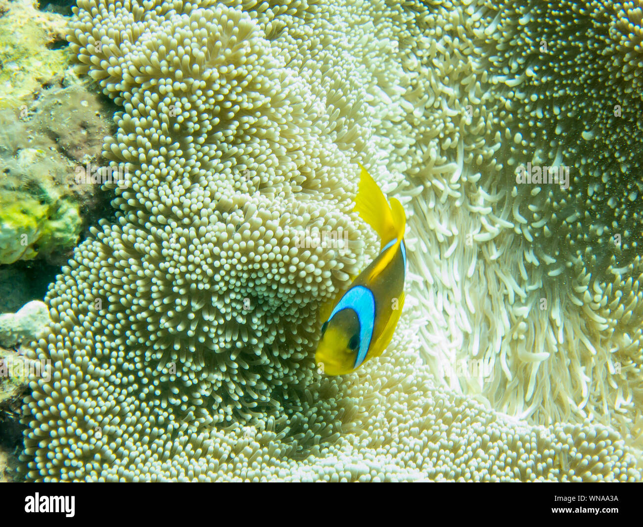 Red Sea Anemone Fish Stock Photo - Alamy