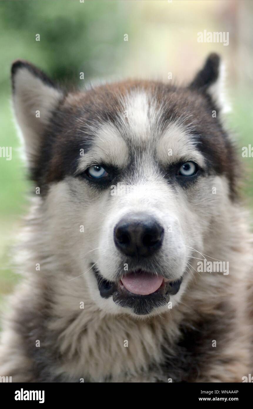 Alaskan Malamute with blue eyes. The Arctic Malamute is a wonderful ...