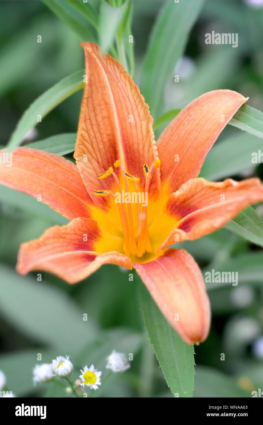 Orange lily flowers with green stems grow in a country house garden ...