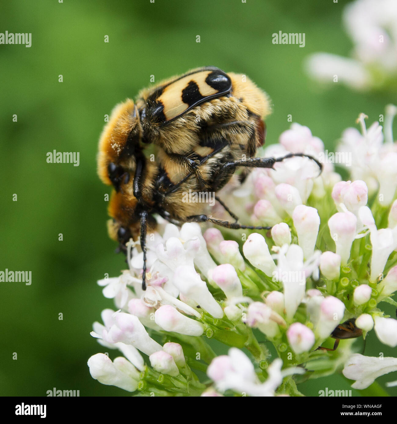 Bees mating hi-res stock photography and images - Alamy