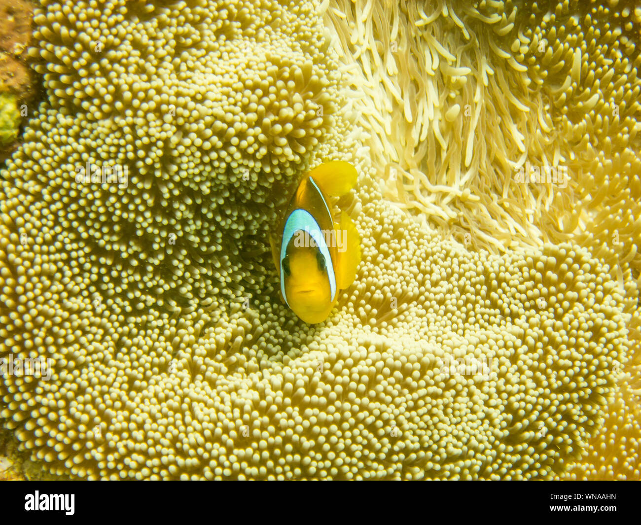 Red Sea Anemone Fish Stock Photo - Alamy