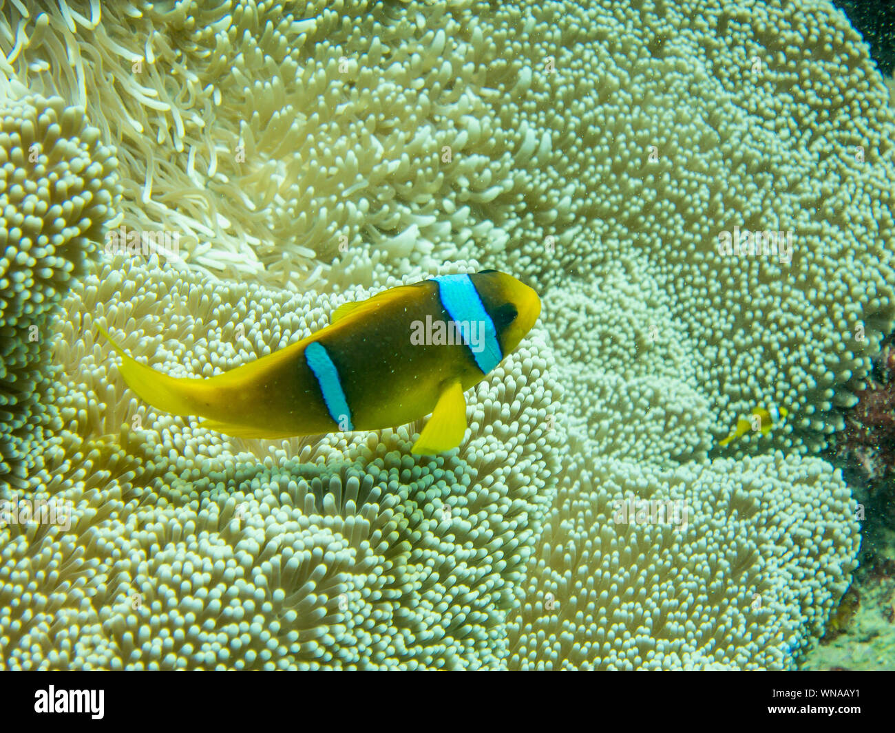 Red Sea Anemone Fish Stock Photo - Alamy