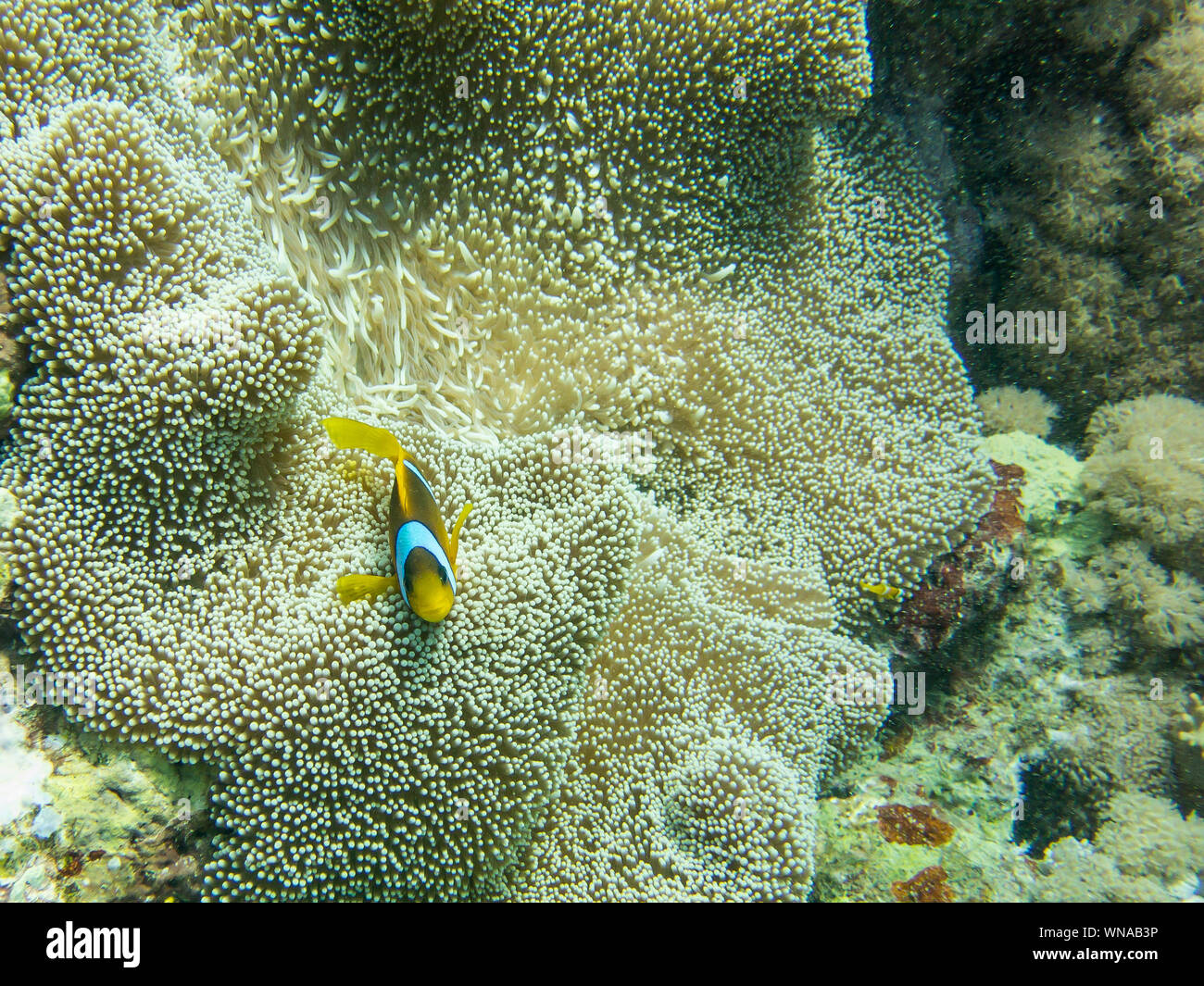 Red Sea Anemone Fish Stock Photo - Alamy