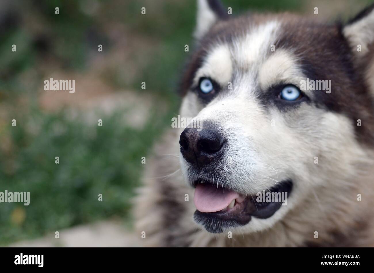 Alaskan Malamute with blue eyes. The Arctic Malamute is a wonderful ...