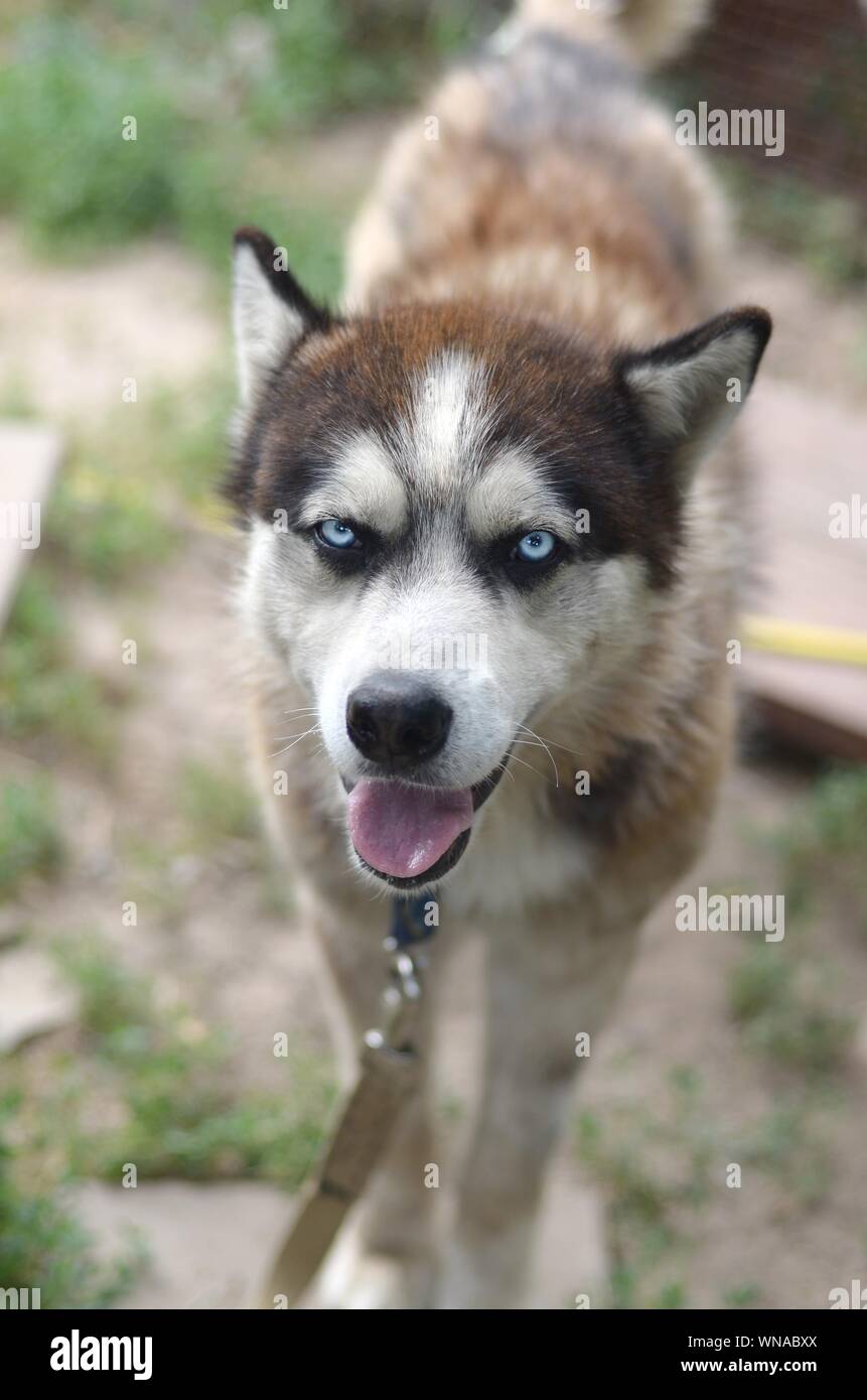 Alaskan Malamute with blue eyes. The Arctic Malamute is a wonderful ...