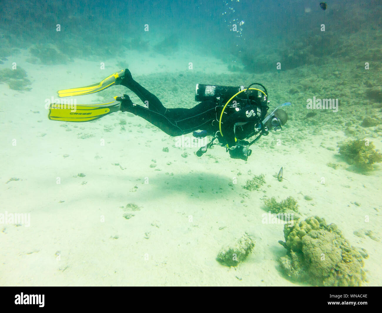 Scuba Diving in the Red Sea Stock Photo - Alamy