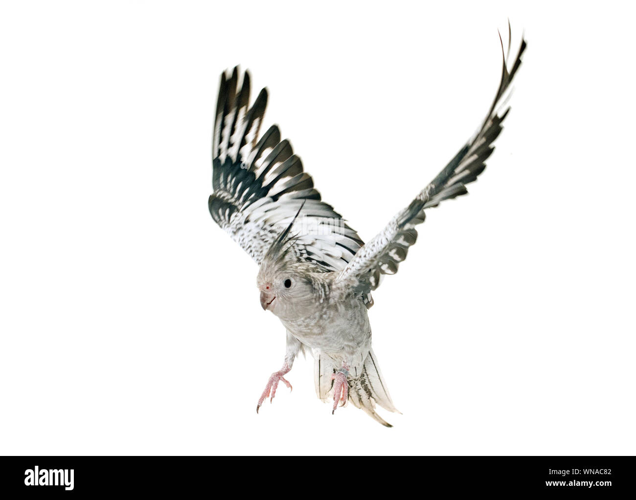 Flying white bird hi-res stock photography and images - Alamy