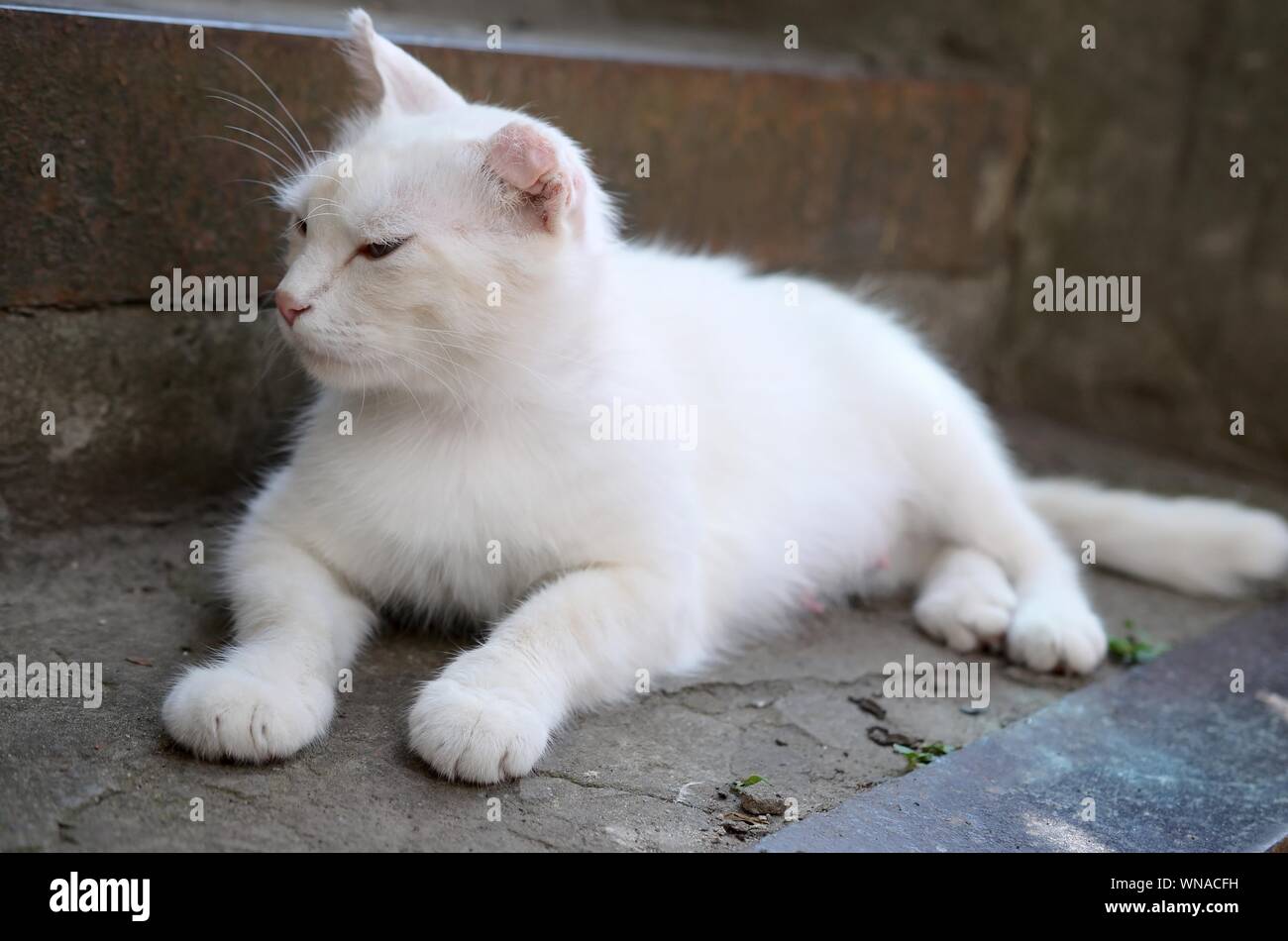 A white cat lay down and sleep on concrete stairs outdoors. White color ...