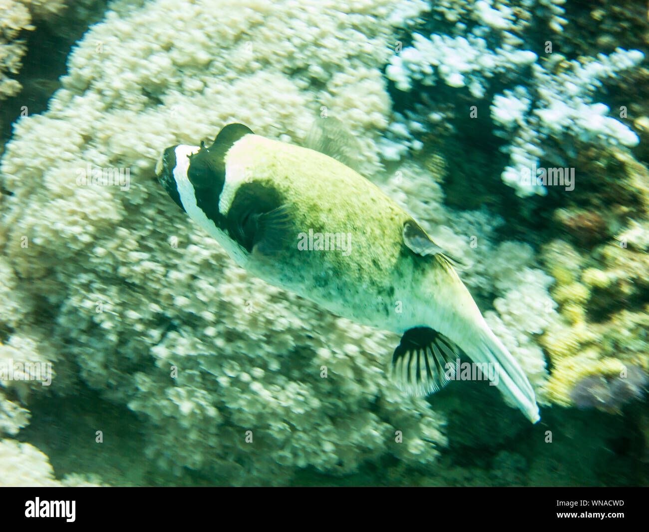 Masked Puffer Fish in the Red Sea Stock Photo - Alamy