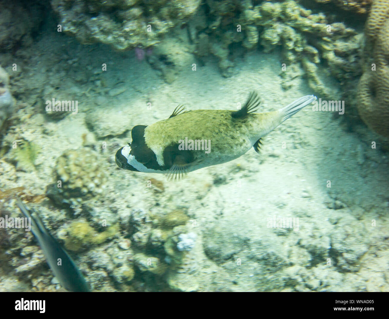 Masked Puffer Fish in the Red Sea Stock Photo - Alamy
