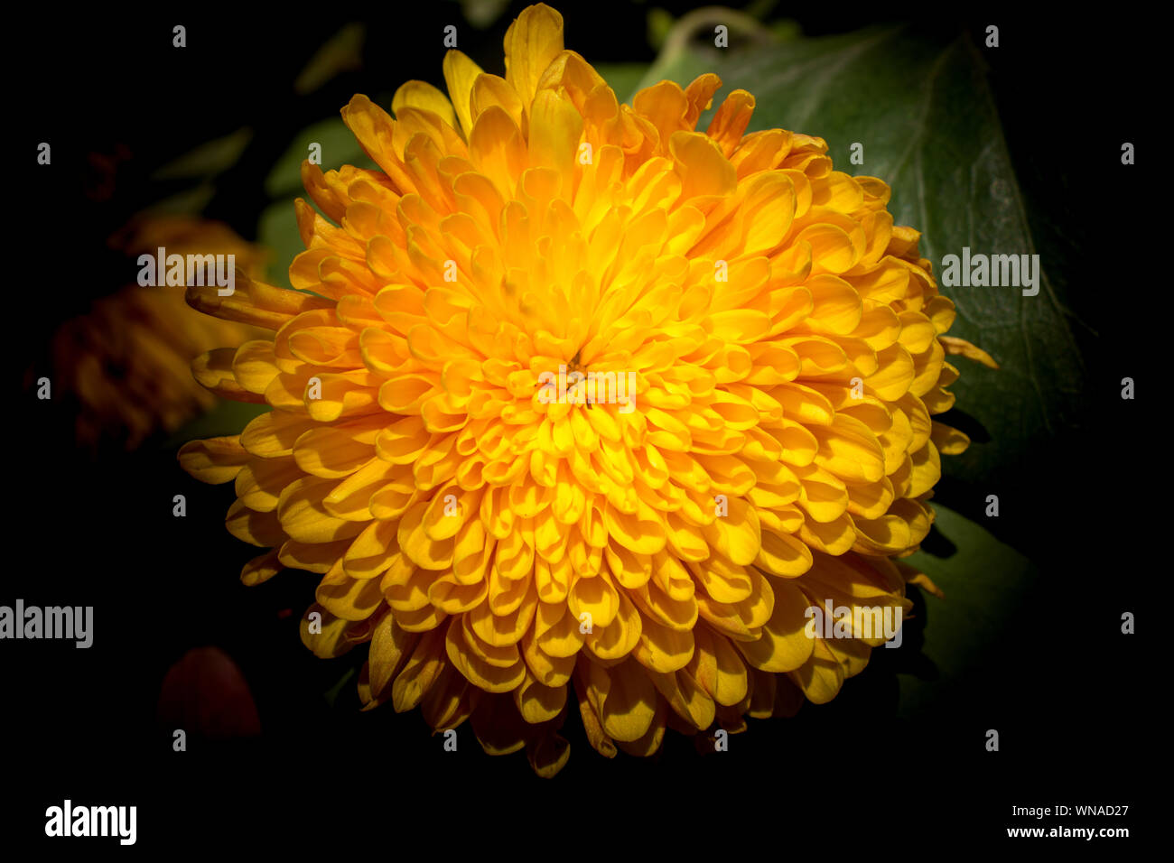 Beautiful colorful natural spring flowers in macro view Stock Photo - Alamy