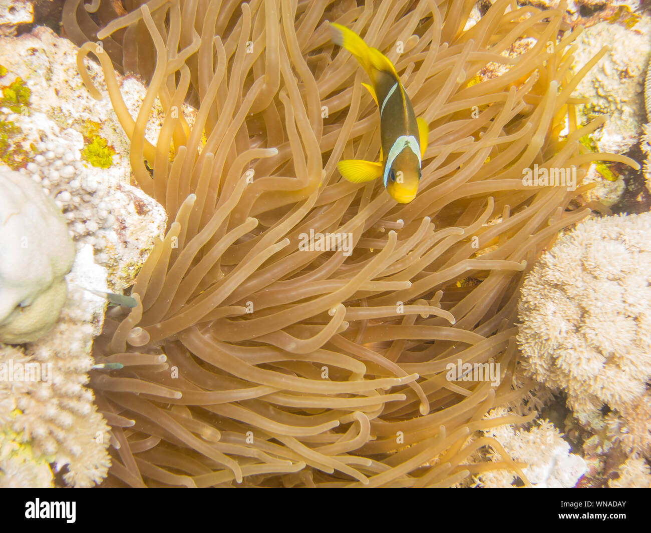 Red Sea Anemone Fish Stock Photo - Alamy