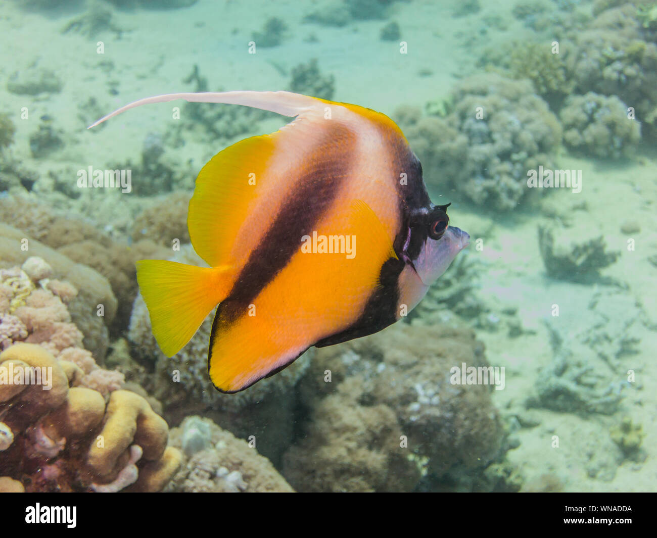 Red Sea Banner fish Stock Photo - Alamy