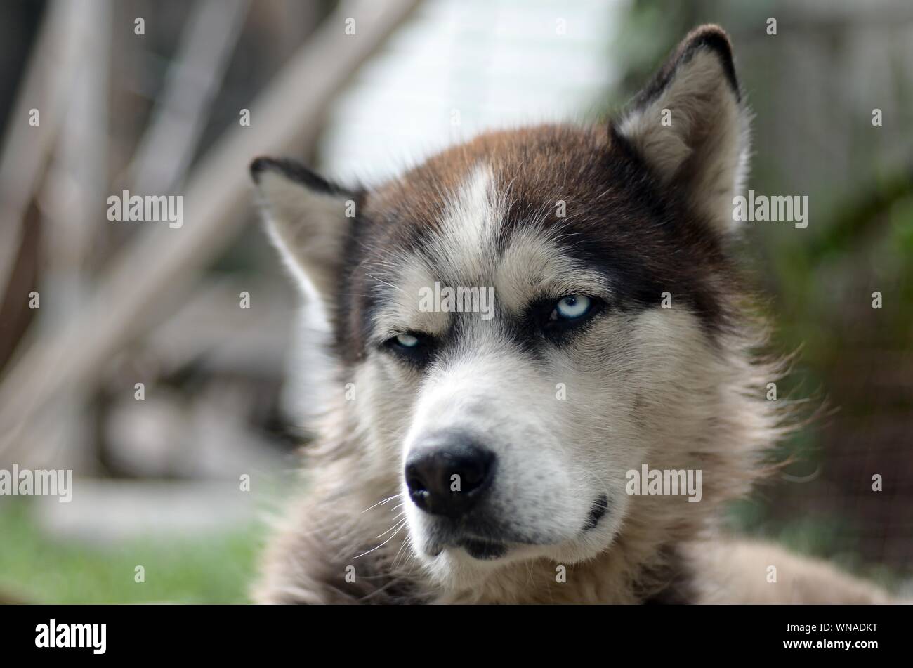 Alaskan Malamute with blue eyes. The Arctic Malamute is a wonderful ...
