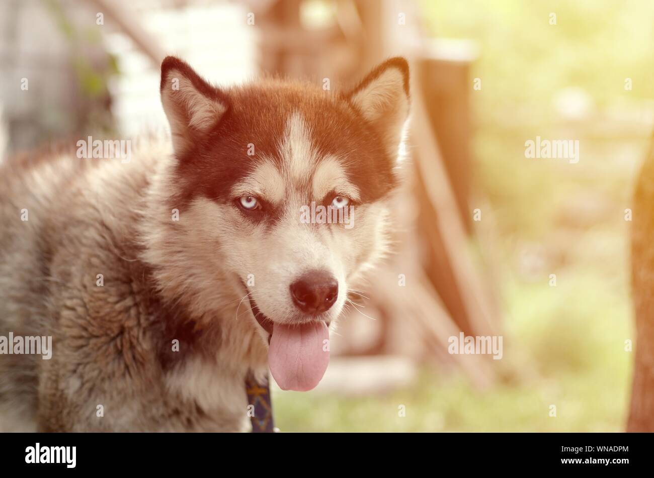 Alaskan Malamute with blue eyes. The Arctic Malamute is a wonderful ...