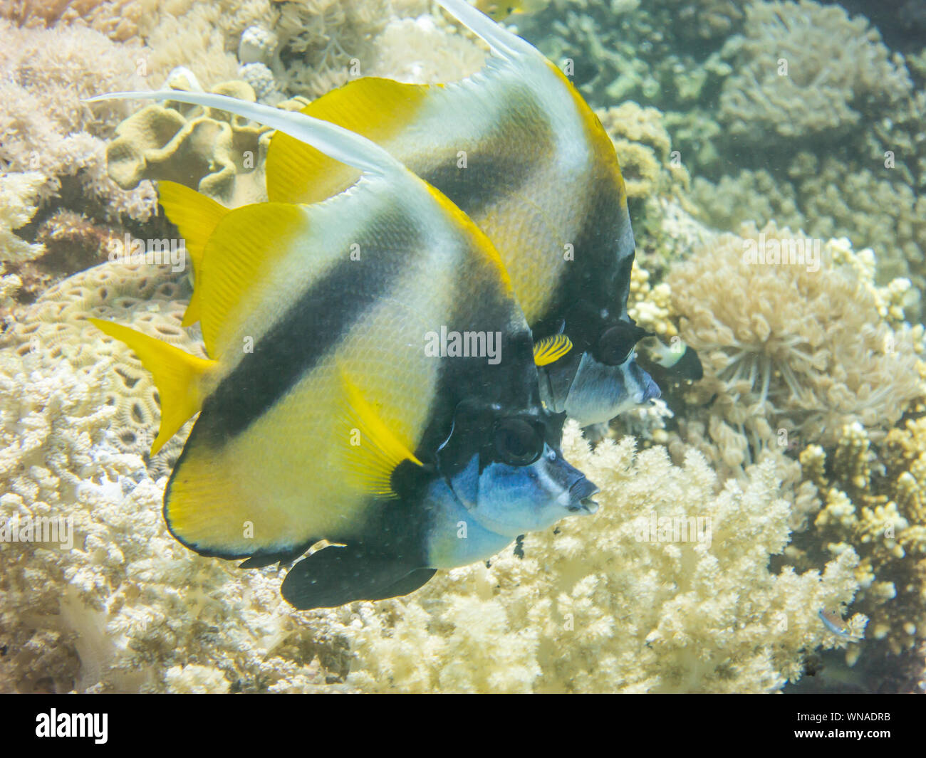 Red Sea Banner fish Stock Photo - Alamy