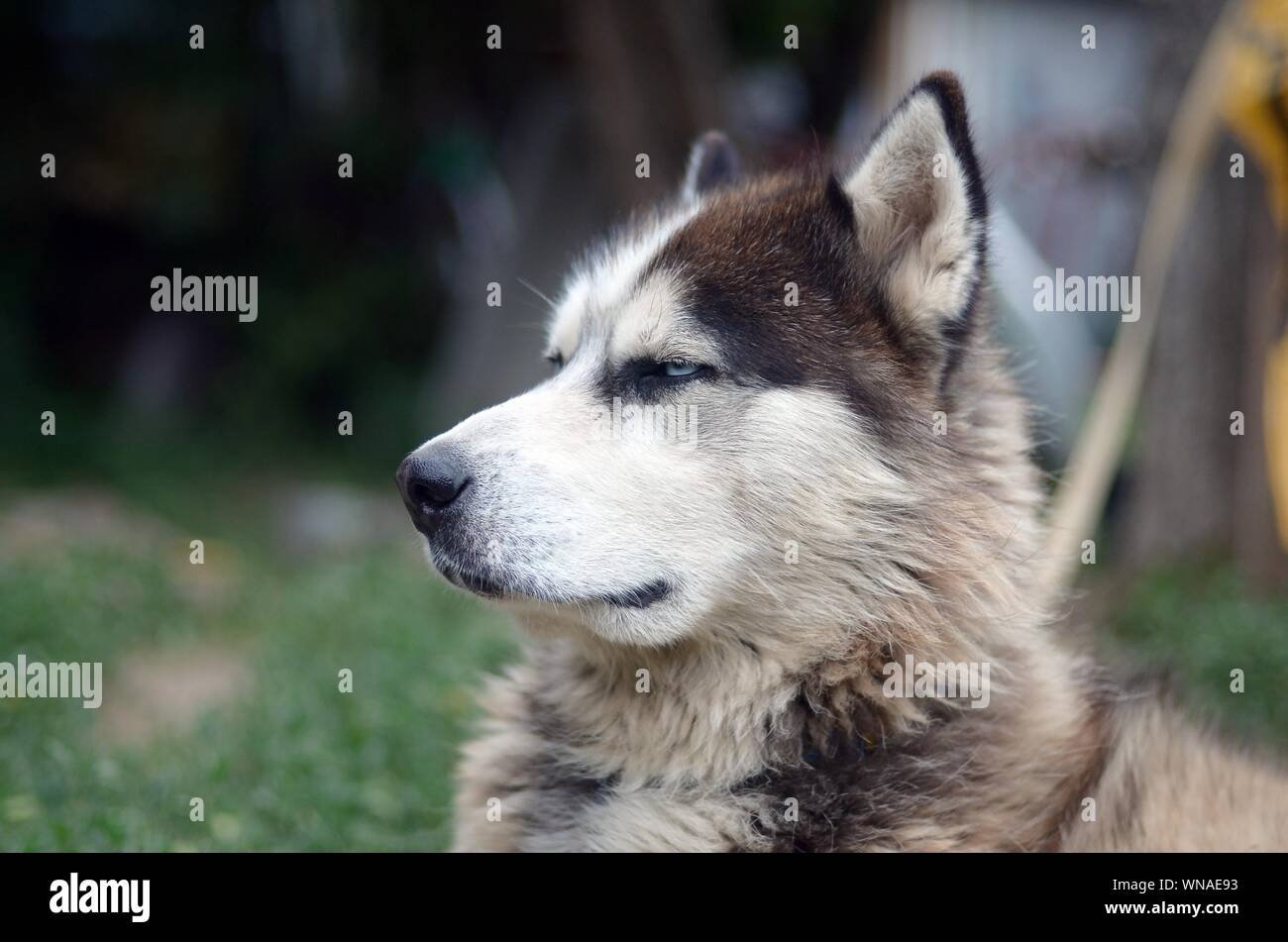 Alaskan Malamute with blue eyes. The Arctic Malamute is a wonderful ...