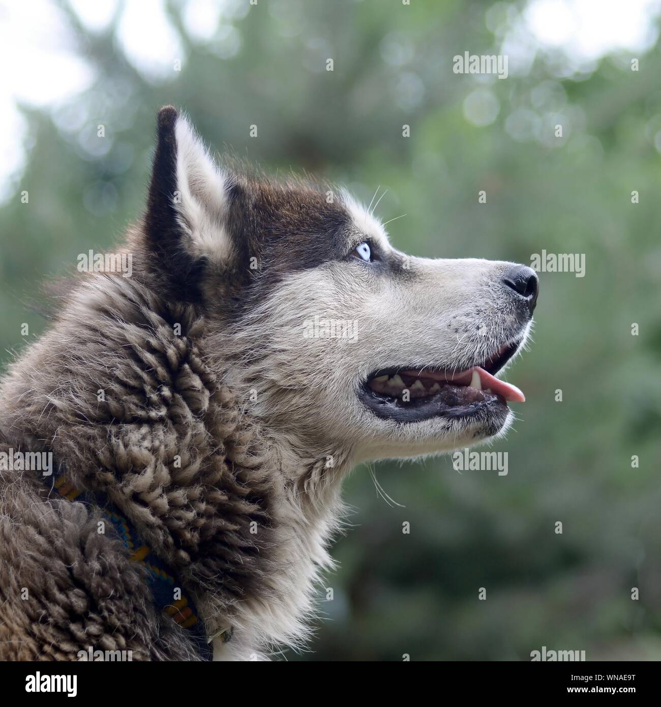 Alaskan Malamute with blue eyes. The Arctic Malamute is a wonderful ...