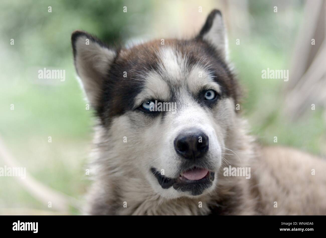 Alaskan Malamute with blue eyes. The Arctic Malamute is a wonderful ...