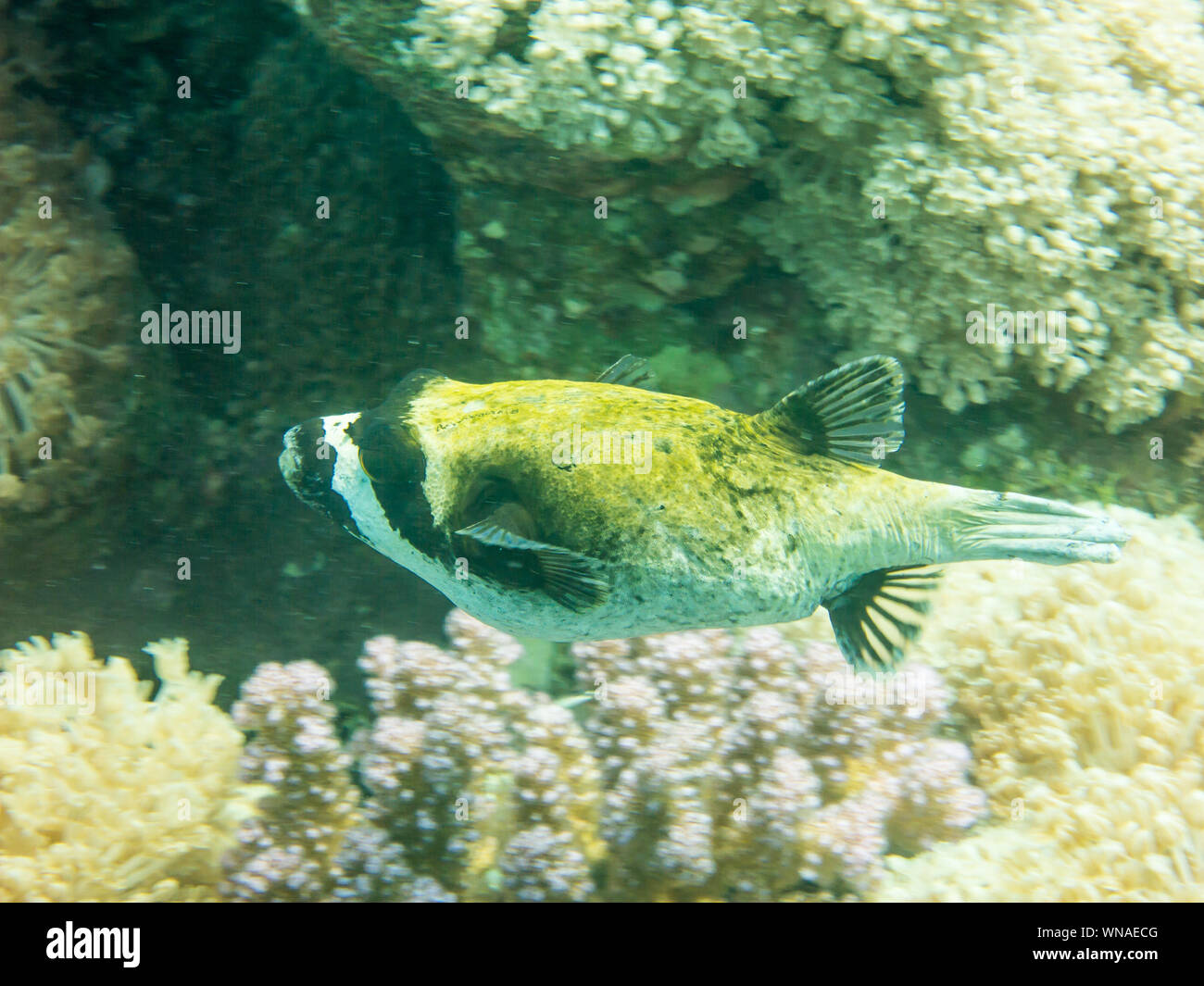 Masked Puffer Fish in the Red Sea Stock Photo - Alamy