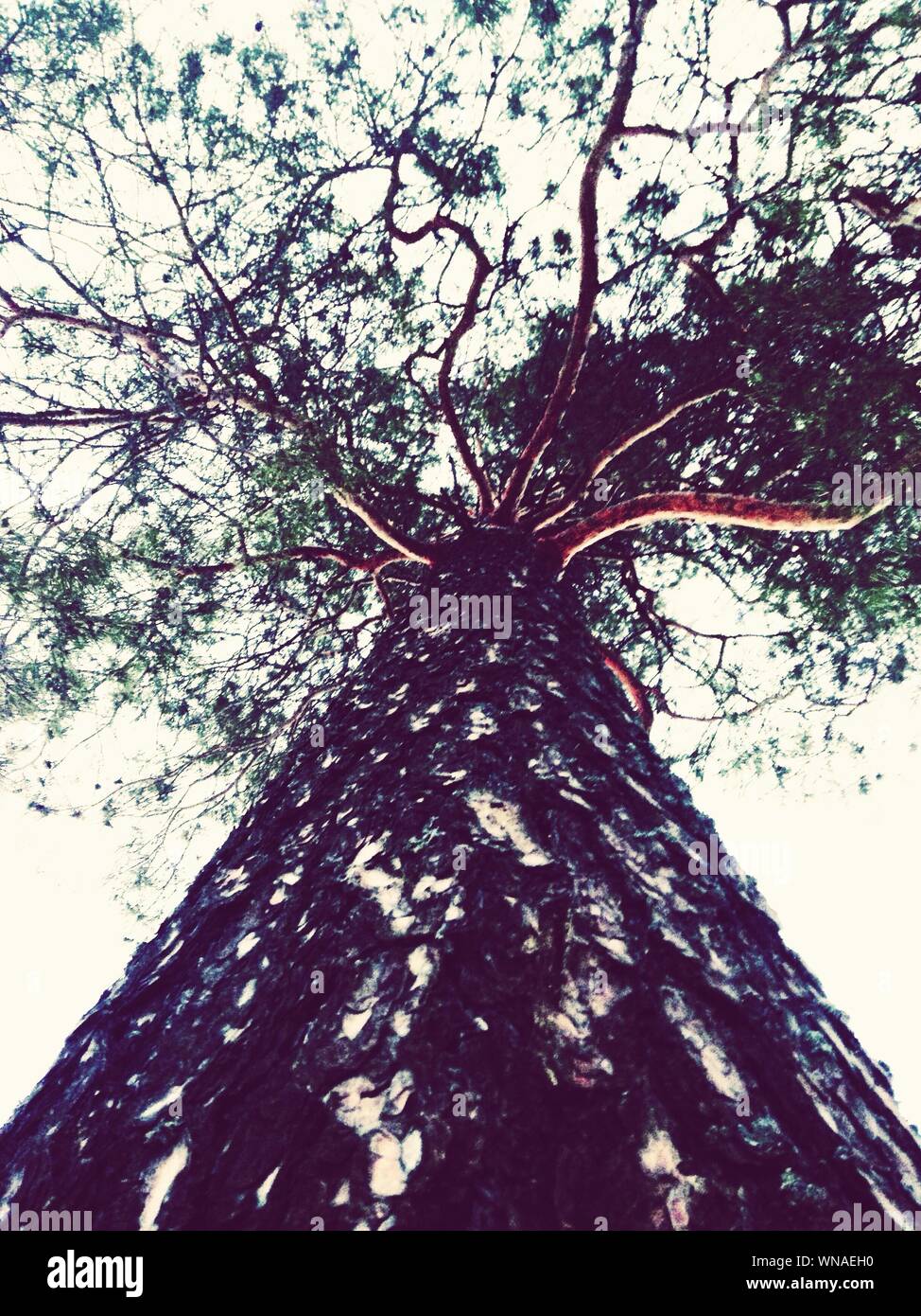 Tall and straight tree hi-res stock photography and images - Alamy