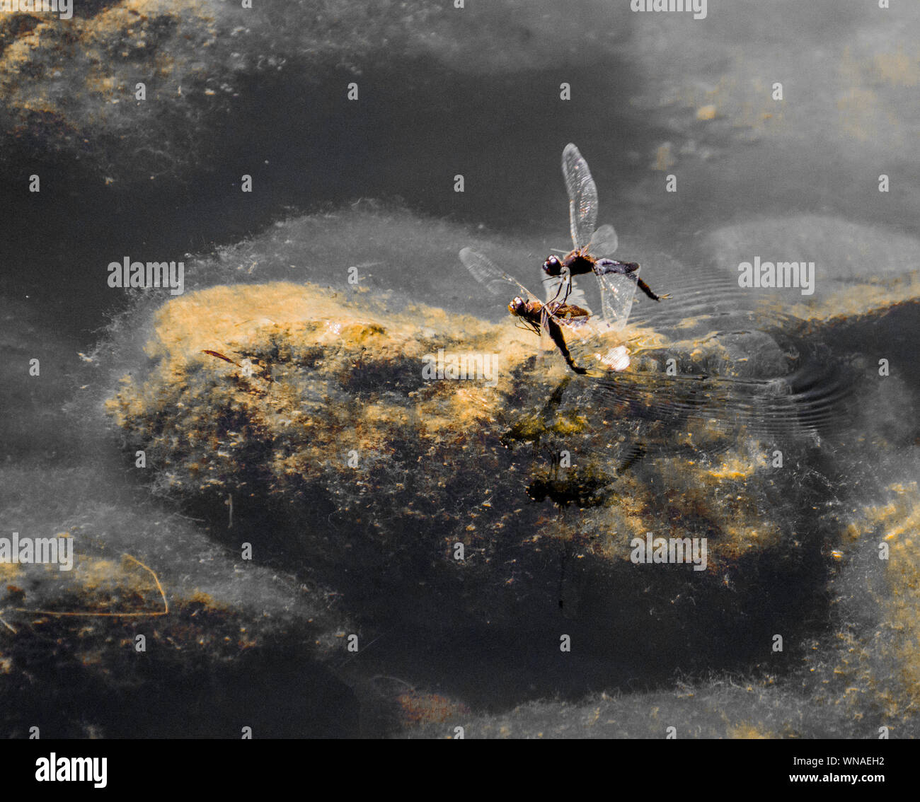 Reflection lake insect hi-res stock photography and images - Alamy