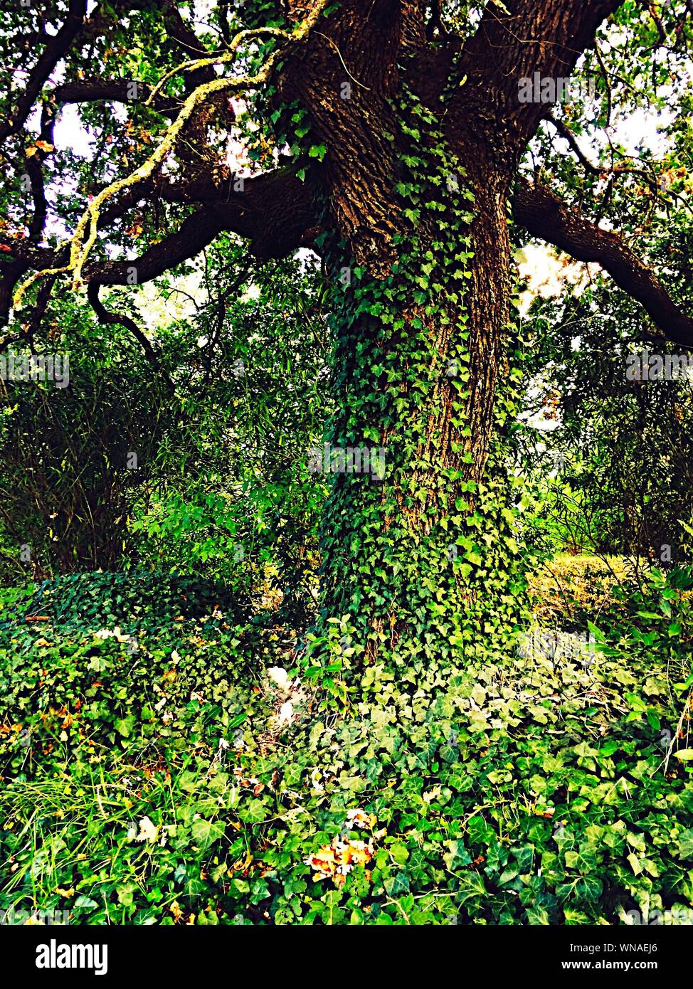 Ivy in the trees hi-res stock photography and images - Alamy