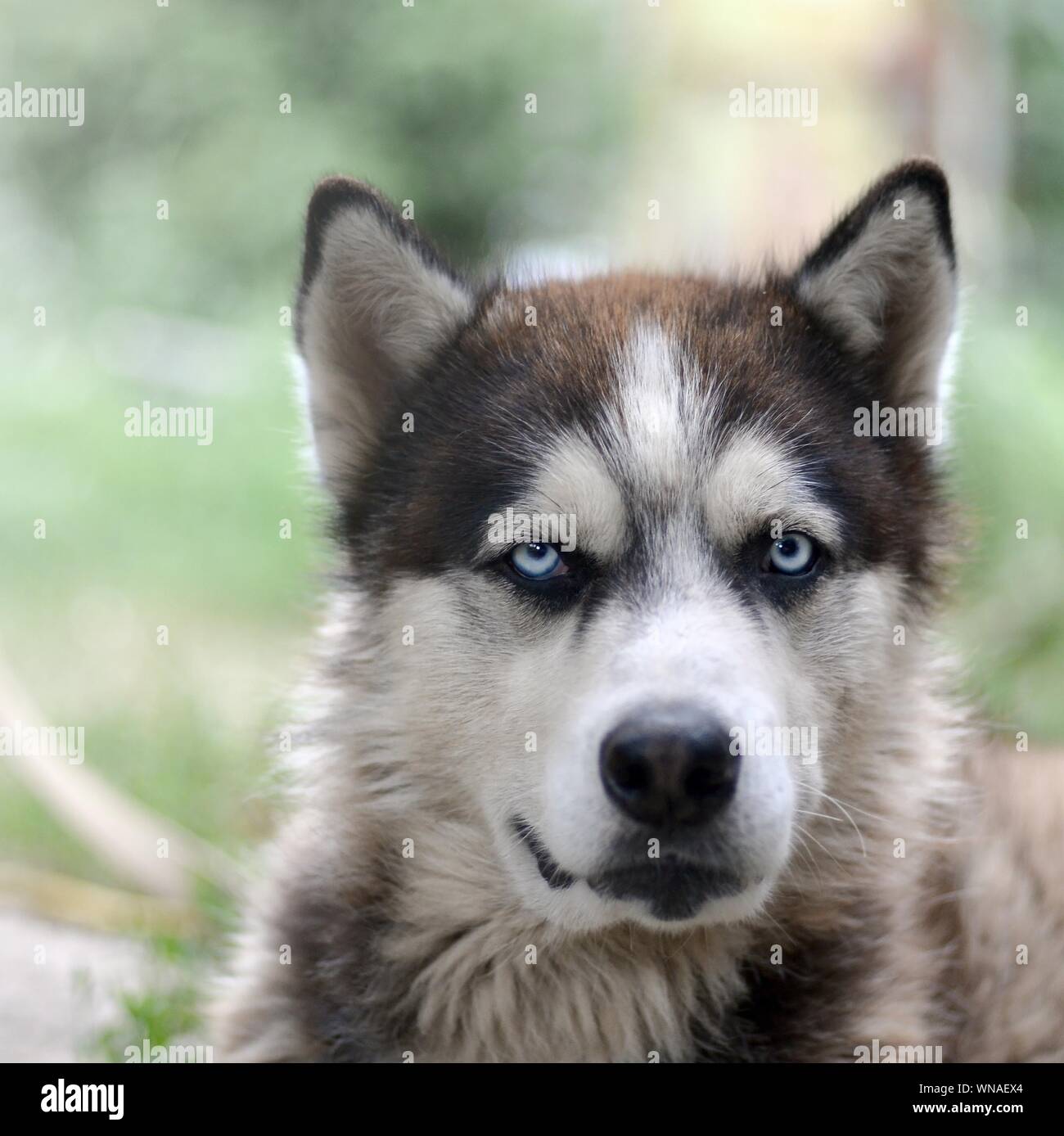 Alaskan Malamute with blue eyes. The Arctic Malamute is a wonderful ...