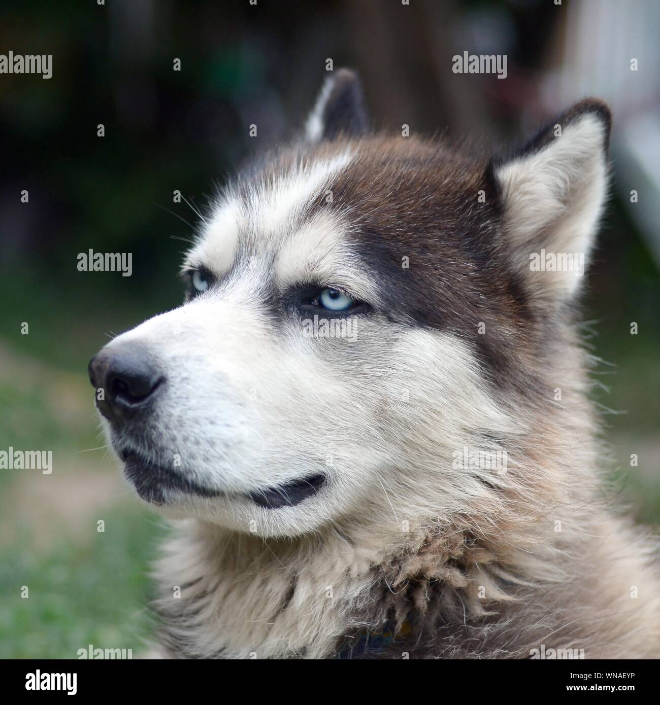Alaskan Malamute with blue eyes. The Arctic Malamute is a wonderful ...