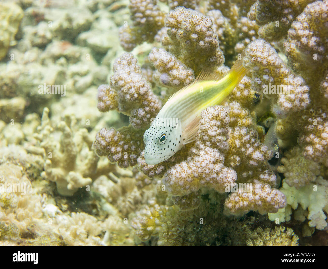 Freckled Hawk Fish in the Red Sea Stock Photo - Alamy