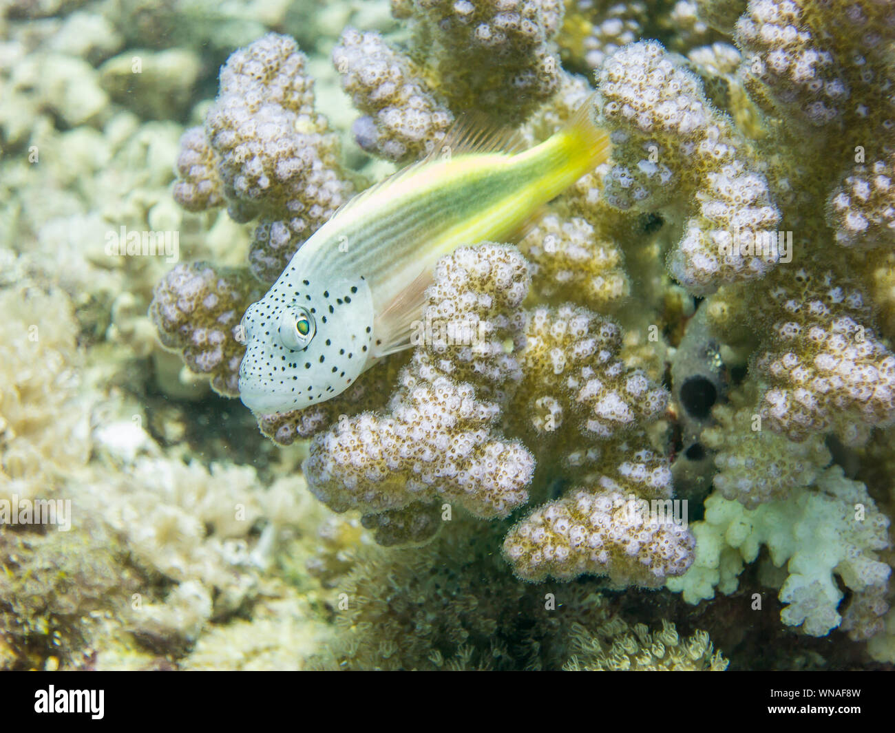 Freckled Hawk Fish in the Red Sea Stock Photo - Alamy