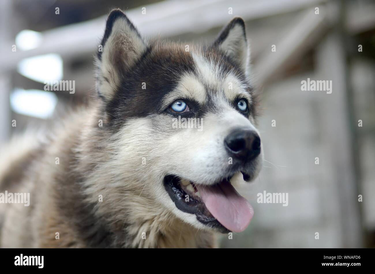Alaskan Malamute with blue eyes. The Arctic Malamute is a wonderful ...