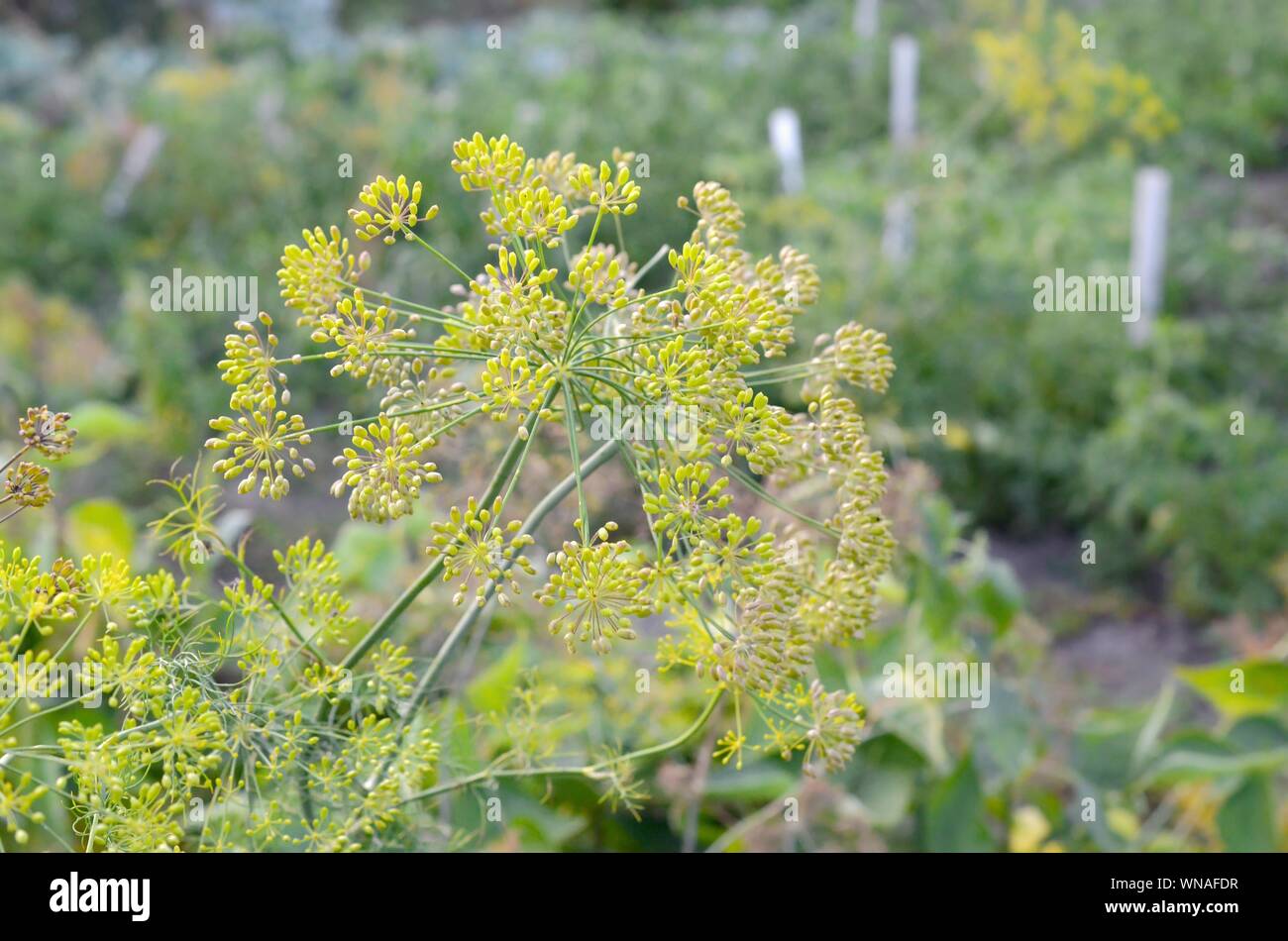 Yellow flowers of dill in garden fields close up. Anethum graveolens ...