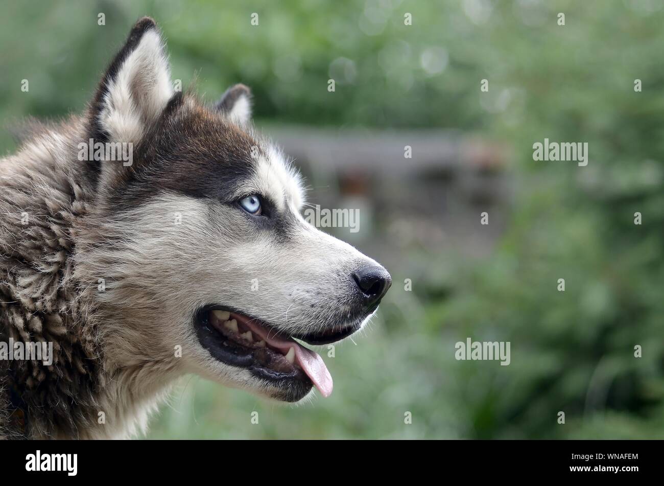 Alaskan Malamute with blue eyes. The Arctic Malamute is a wonderful ...