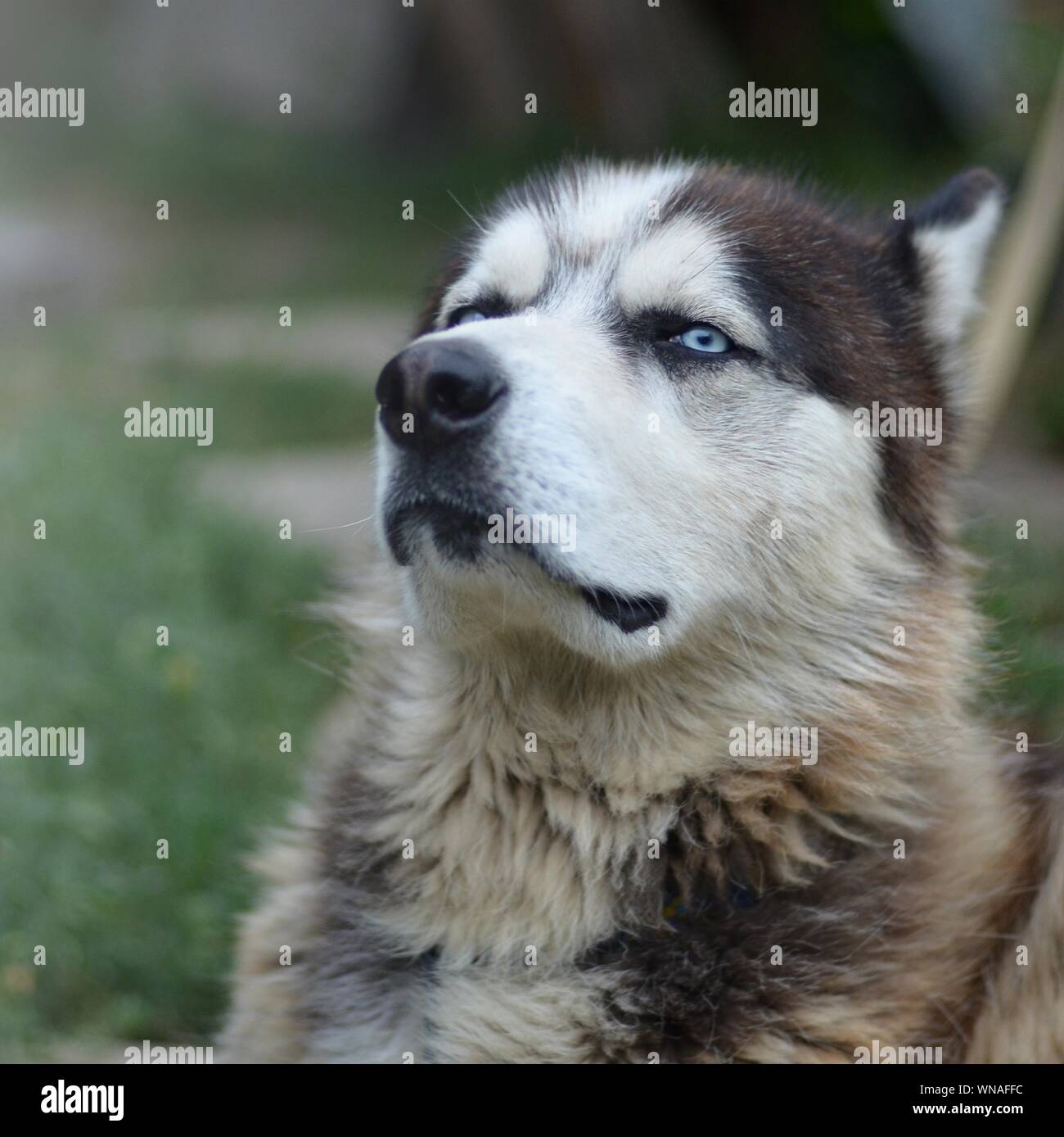 Frontal view of proud handsome young husky dog with head in profile ...