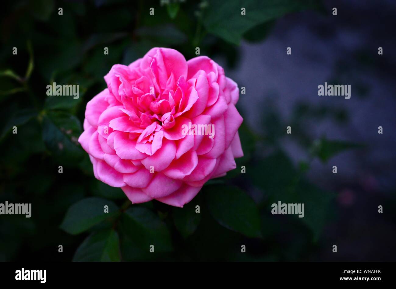 Coral rose flower on dark green blurred background. Garden Rose Rosa ...