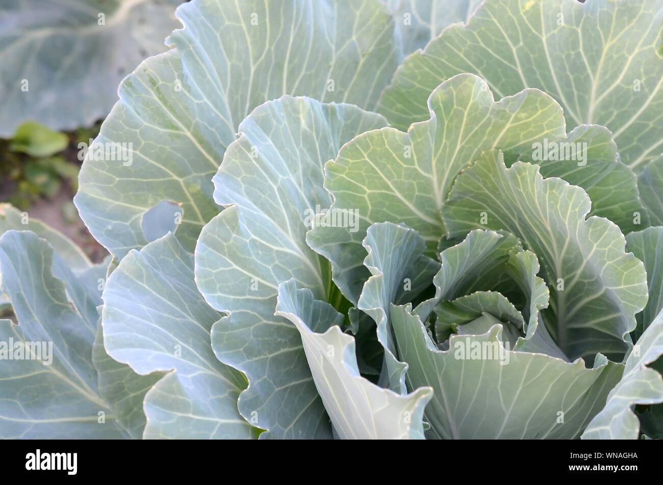 Fresh Cabbage From Farm Field In The Garden View Of Green Plants Vegetarian Food Top View
